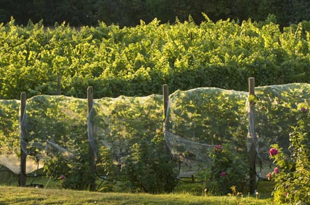 VineSmart - Salt Spring Island, BC Canada - Vineyard & Winery For Sale
